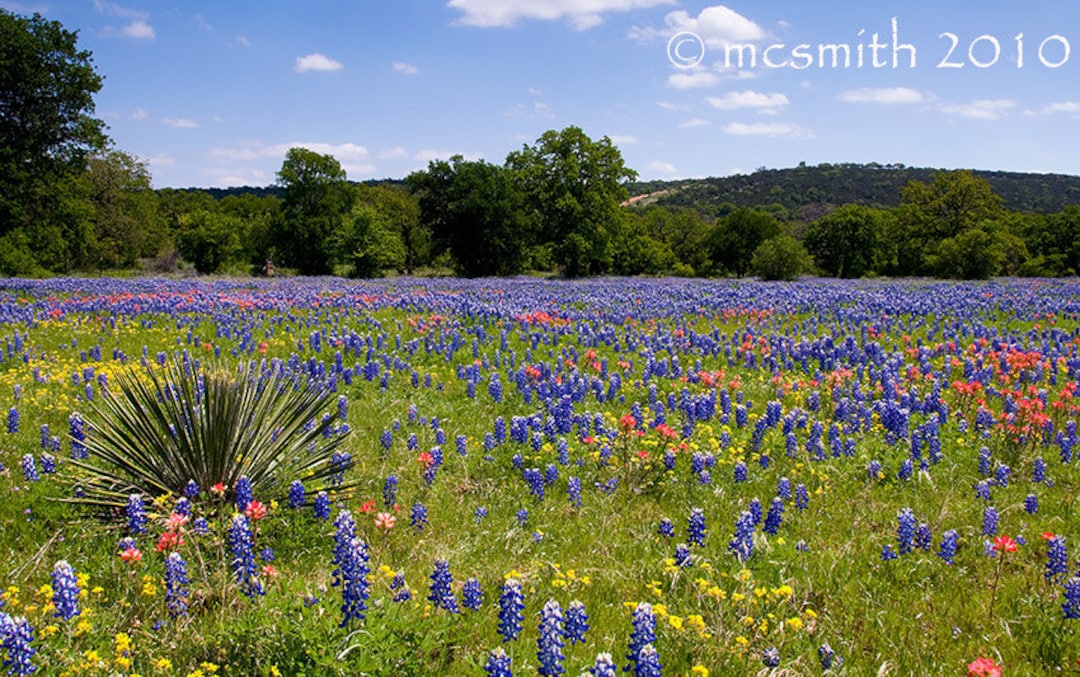 Rolling Bluebonnet Hills - Etsy