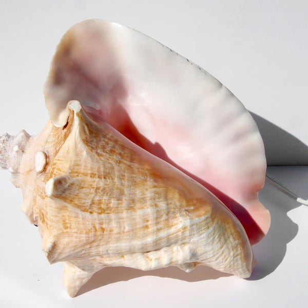 Conch Shell Lamp - Etsy