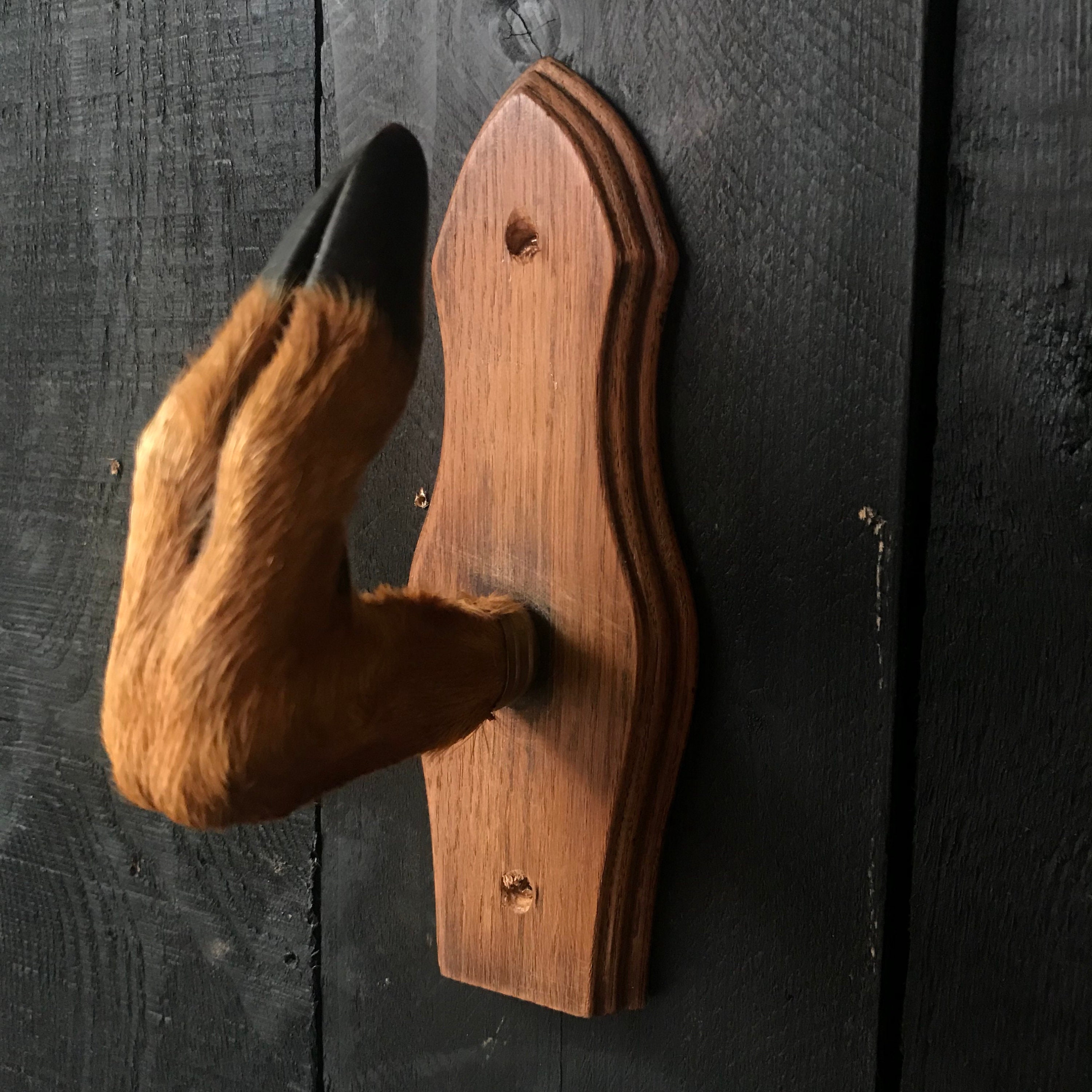 DEER HOOF HOOK : A single vintage taxidermy roe deer foot | Etsy