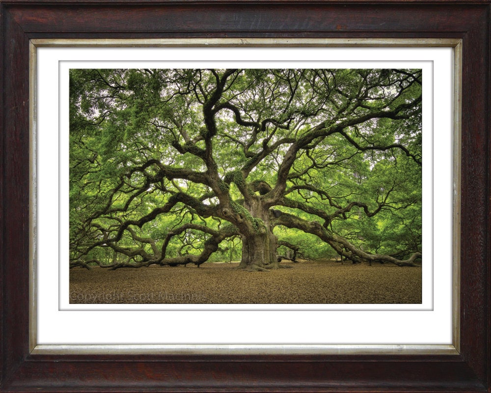 Angel Oak Print FREE SHIPPING Vintage Rustic Home Decor Wall Art Fine ...
