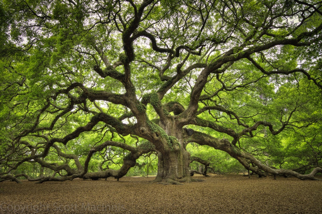 Angel Oak Canvas FREE SHIPPING Vintage Rustic Home Decor Wall Art Fine ...