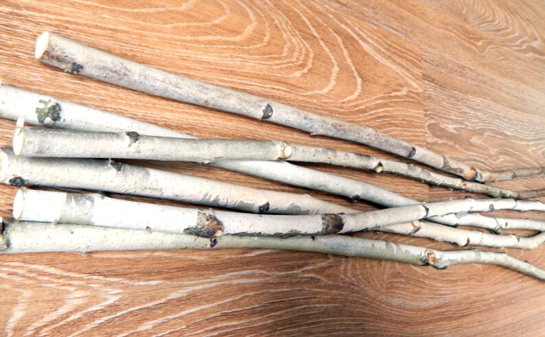 36" Birch Tree Branch (6 Pc.), Birch Sticks, Birch Wood Logs ...