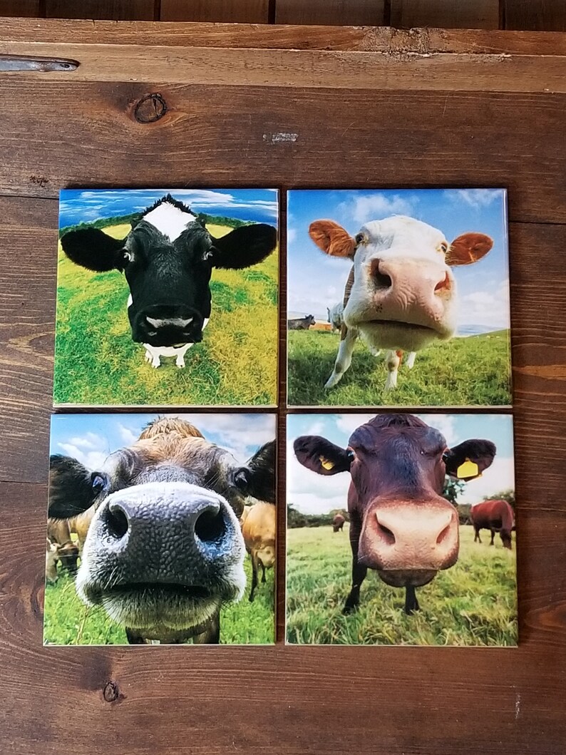 Cow Coasters up Close Cows Set of 4 Cow Lovers Country - Etsy