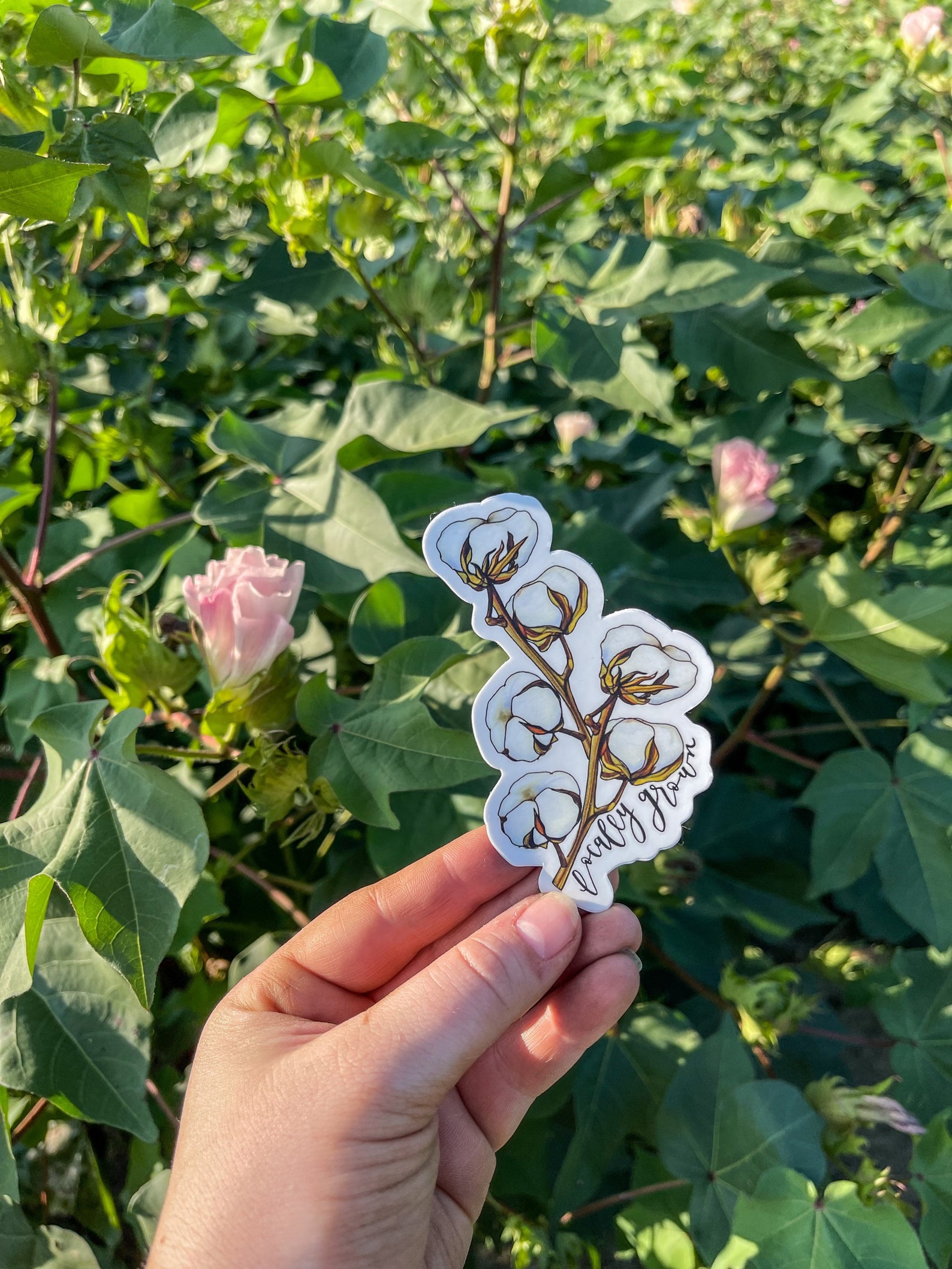 Locally Grown Cotton Stalk sticker / decal / bumper sticker | Etsy