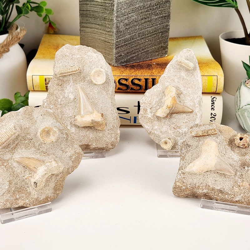 Shark Vertebrae - Etsy