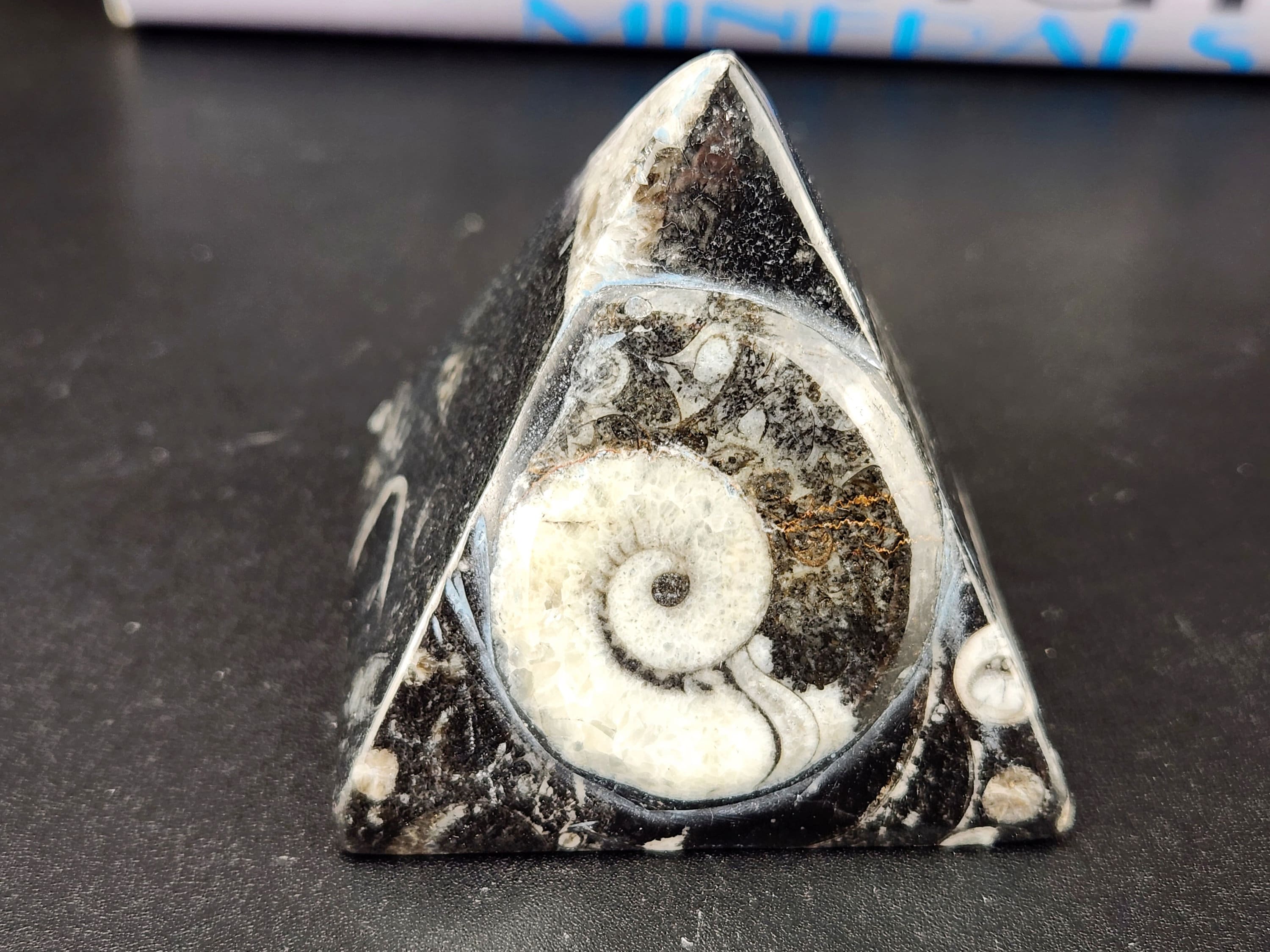 Ammonite and Orthocera Fossil Crystal Pyramid - Etsy