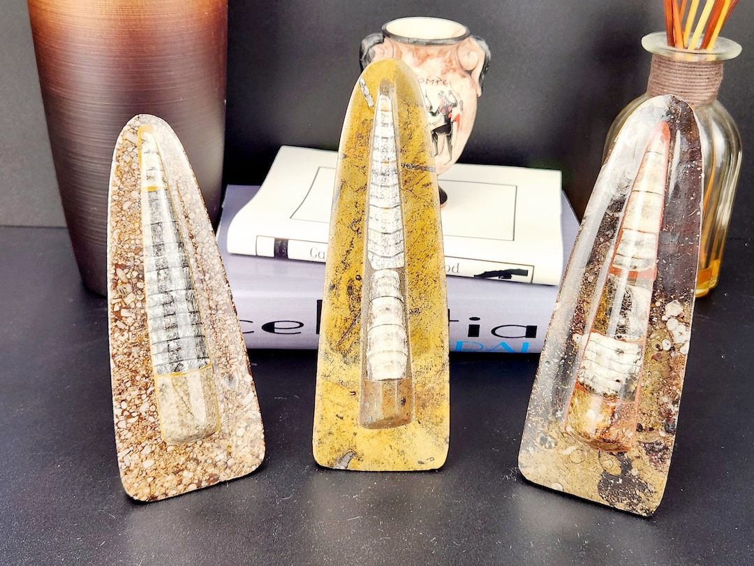 Orthocera Fossil Display Stand - Etsy