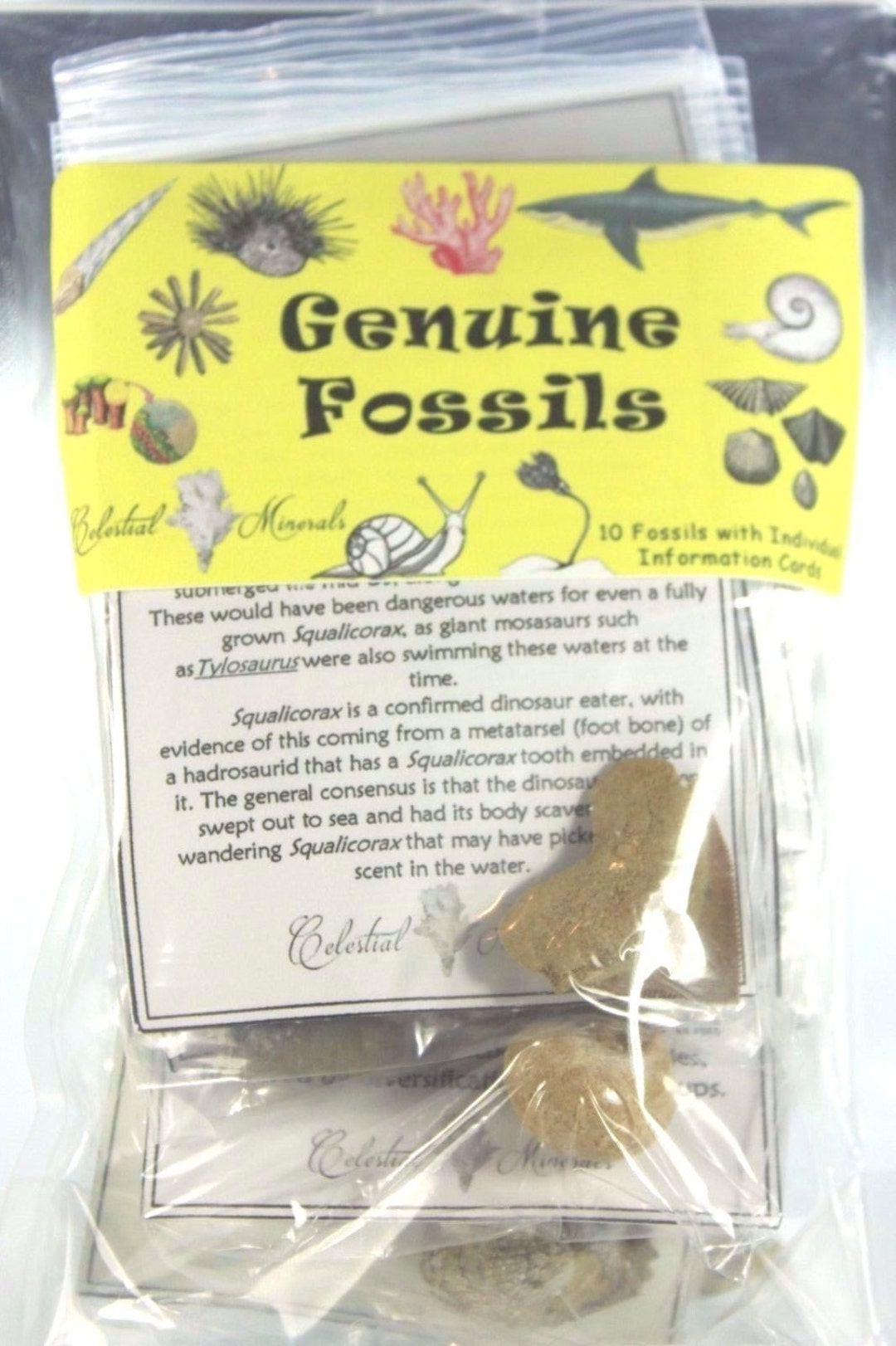 Genuine 100% Fossils (10) Kit/bag W/individual Informational Cards ...
