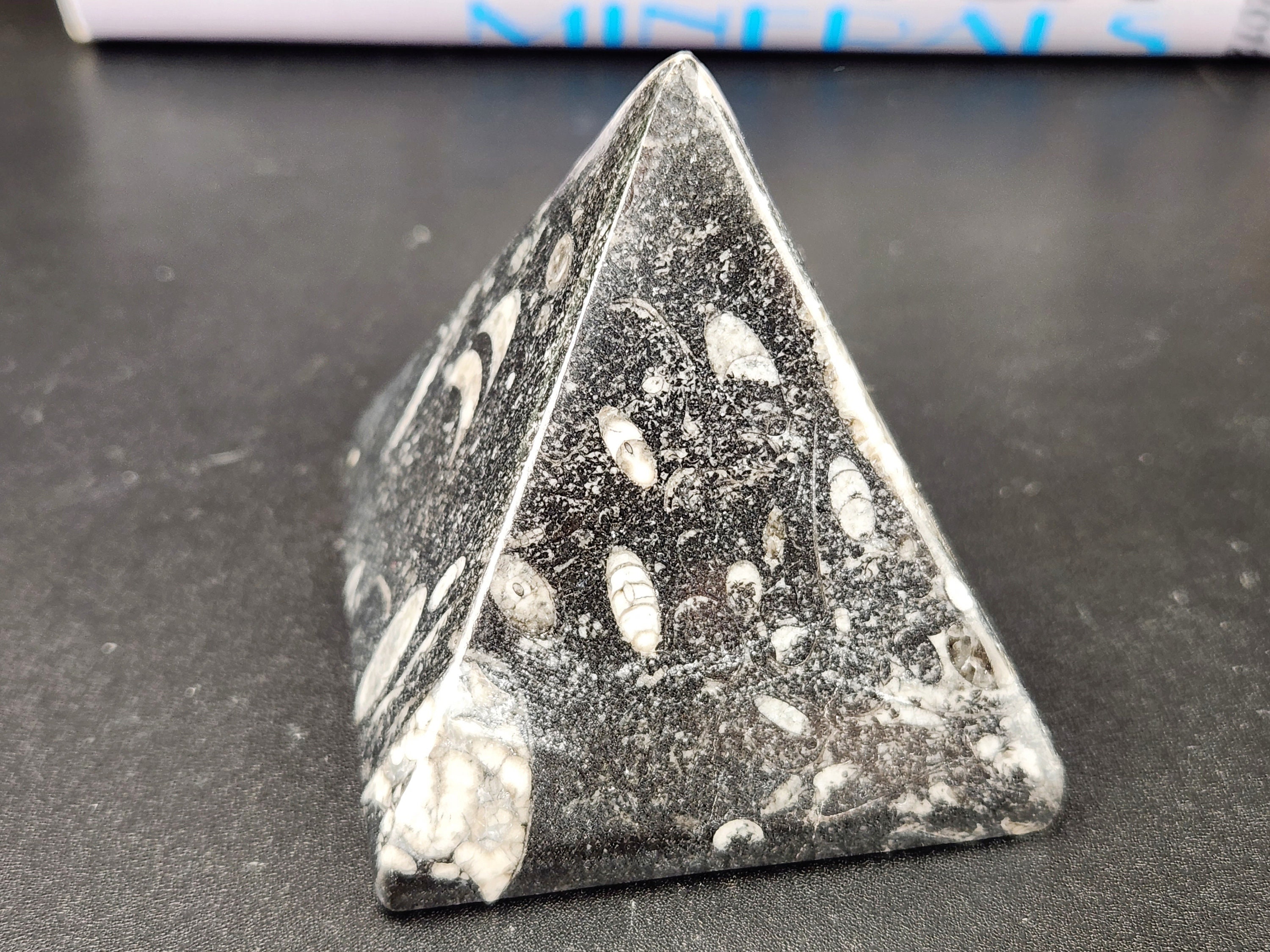 Ammonite and Orthocera Fossil Crystal Pyramid - Etsy