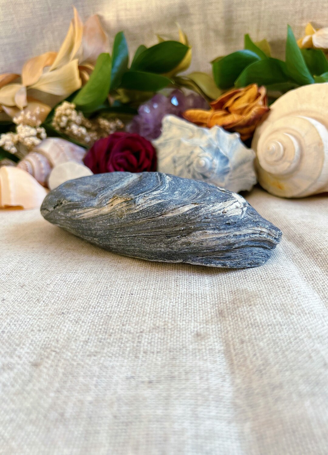 Extra Large Black Oyster Shell Chunk - Black Oyster Shell - Thick ...