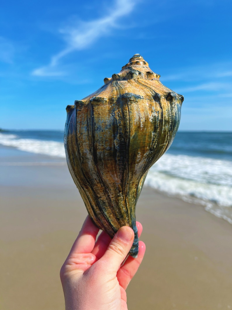 Custom Beach Comb With Tiktok Video it is Very Important - Etsy