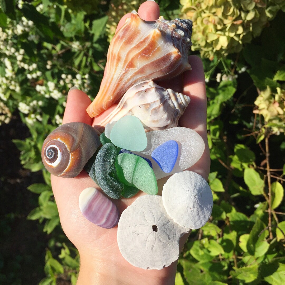 Mystery Ocean Treasure Box - PLEASE READ Description - Mystery Seashell ...