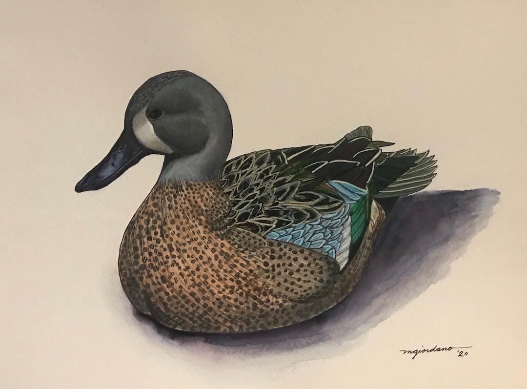 Duck Print Blue Wing Teal Drake Giclee Print - Etsy