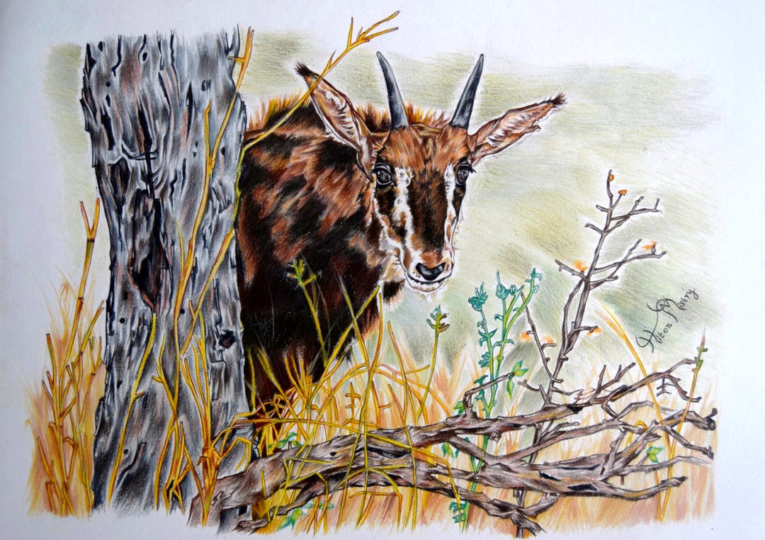 Original Sable Antelope Drawing: African Wildlife Art, A3 Pencil ...