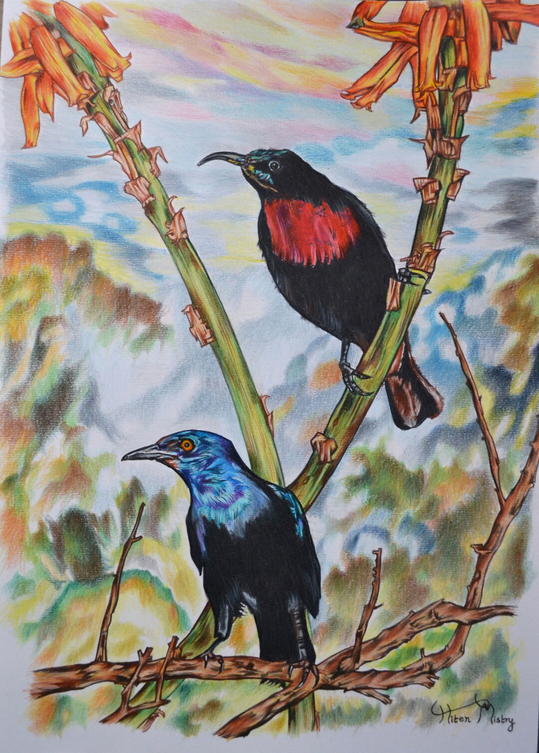 Original Glossy Starling & Sunbird Drawing: African Wildlife Colored ...