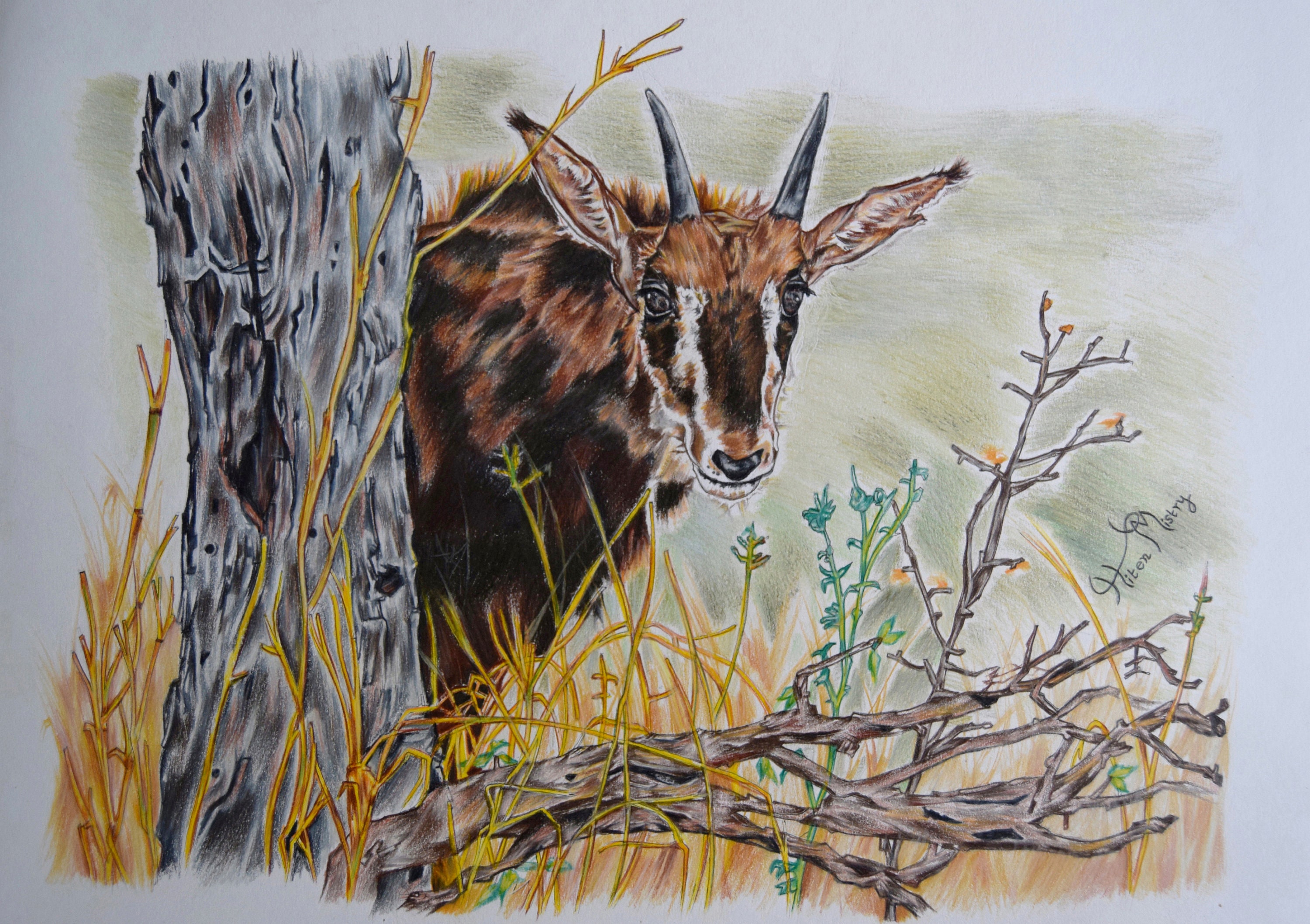 Sable Antelope Drawing
