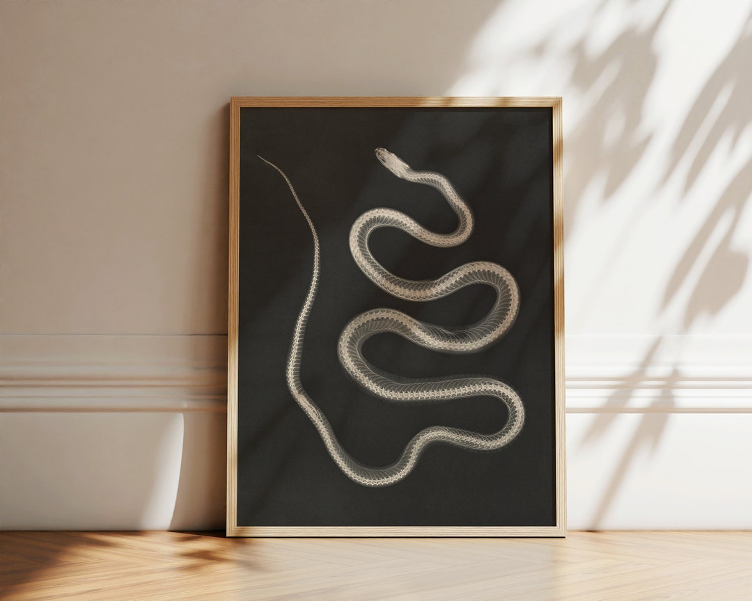 Vintage Snake X-ray Print | Digital Download | Antique Eclectic Art ...