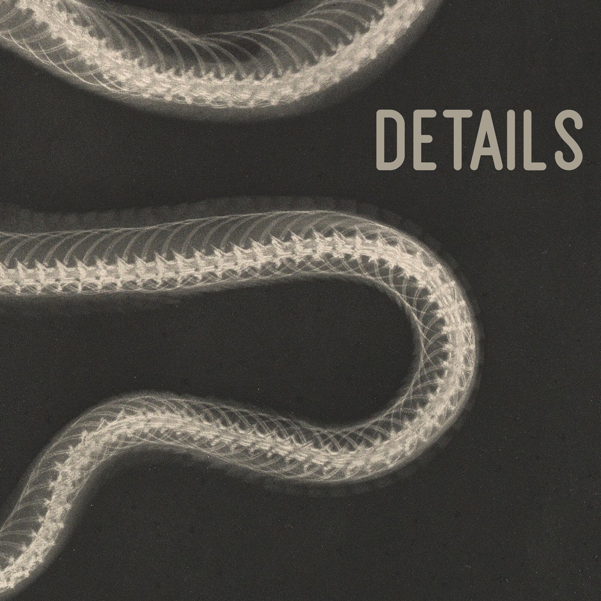 Vintage Snake X-ray Print Digital Download Antique Eclectic Art ...