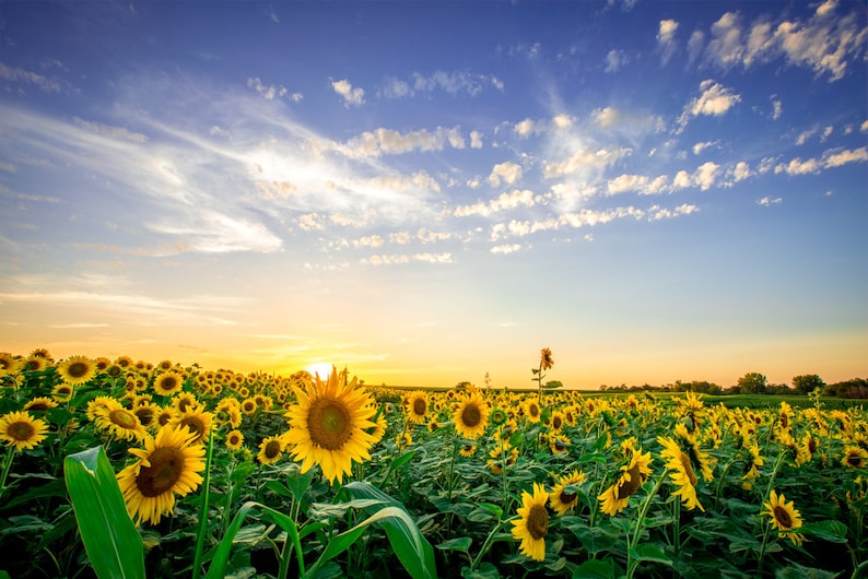 Iowa Sunflower Patch - Field of Sunflowers at Sunset - Canvas Print - Etsy