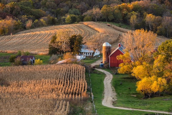 Corn Fields Harvest