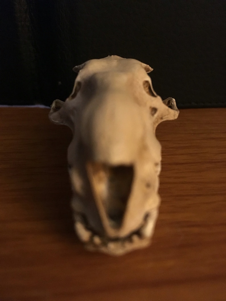 Hammerhead Bat Skull Replica - Etsy