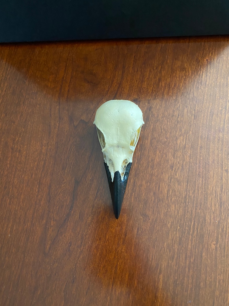 Raven Skull Replica - Etsy