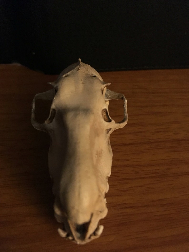 Hammerhead Bat Skull Replica - Etsy