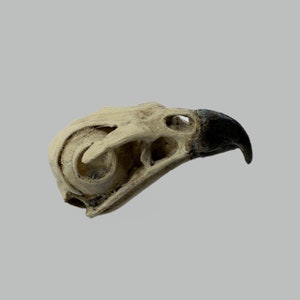 Red Tailed Hawk Skull Replica - Etsy