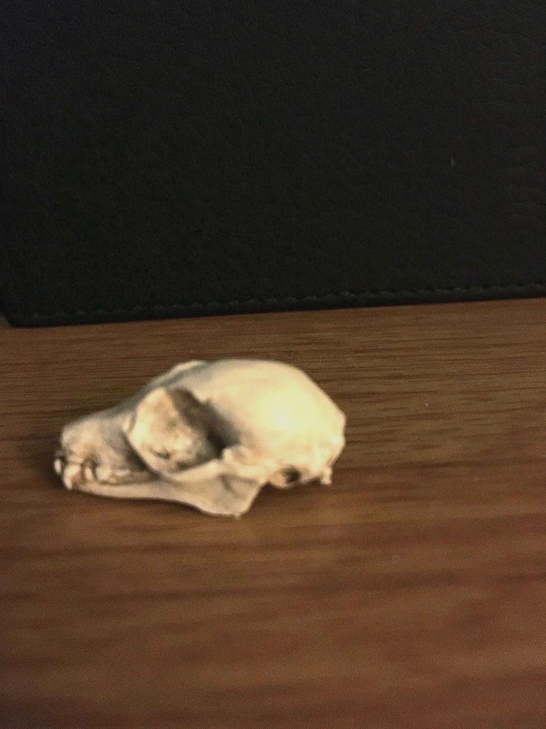Dwarf Bat Skull Replica - Etsy