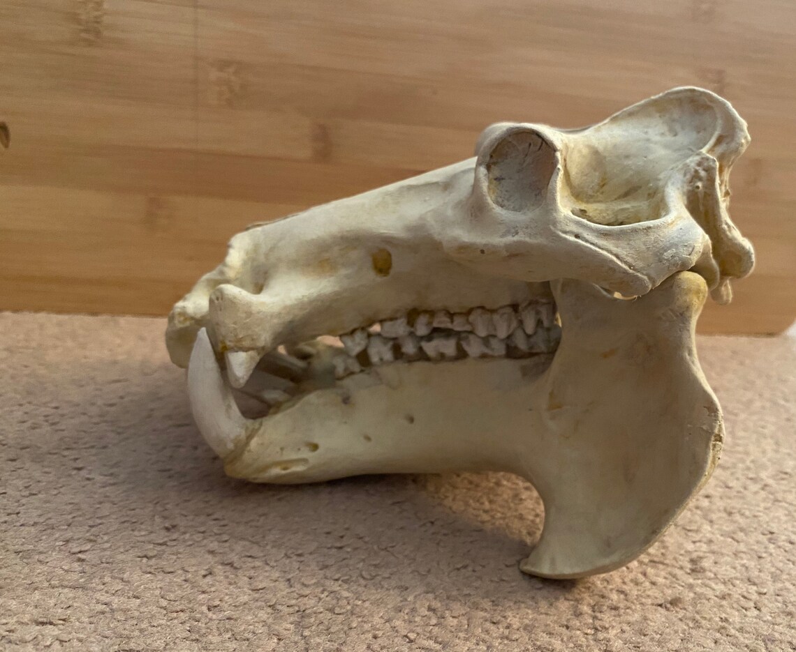 Hippopotamus Skull Replica 1/5 Scale - Etsy
