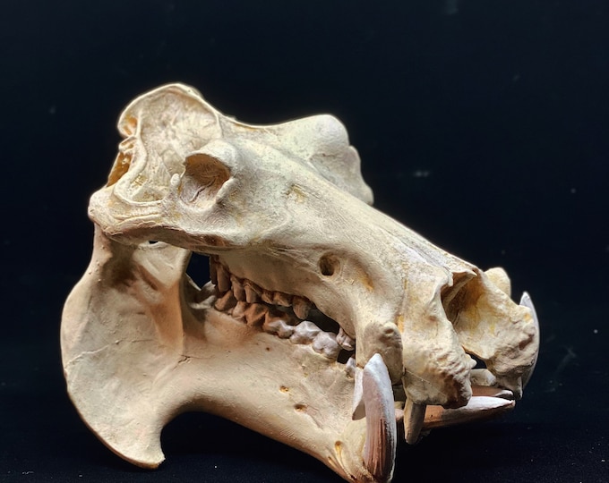 Skull. Chinese Water Deer. Skull. Real Skull. Bones. Insectsofbeauty ...