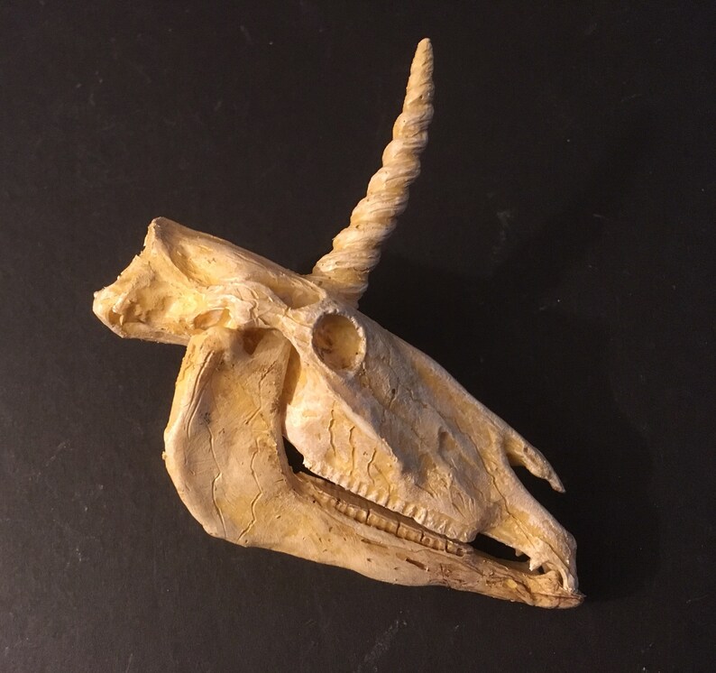 Unicorn Skull Replica 1/6 Scale | Etsy