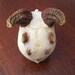 Imp Skull Replica - Etsy