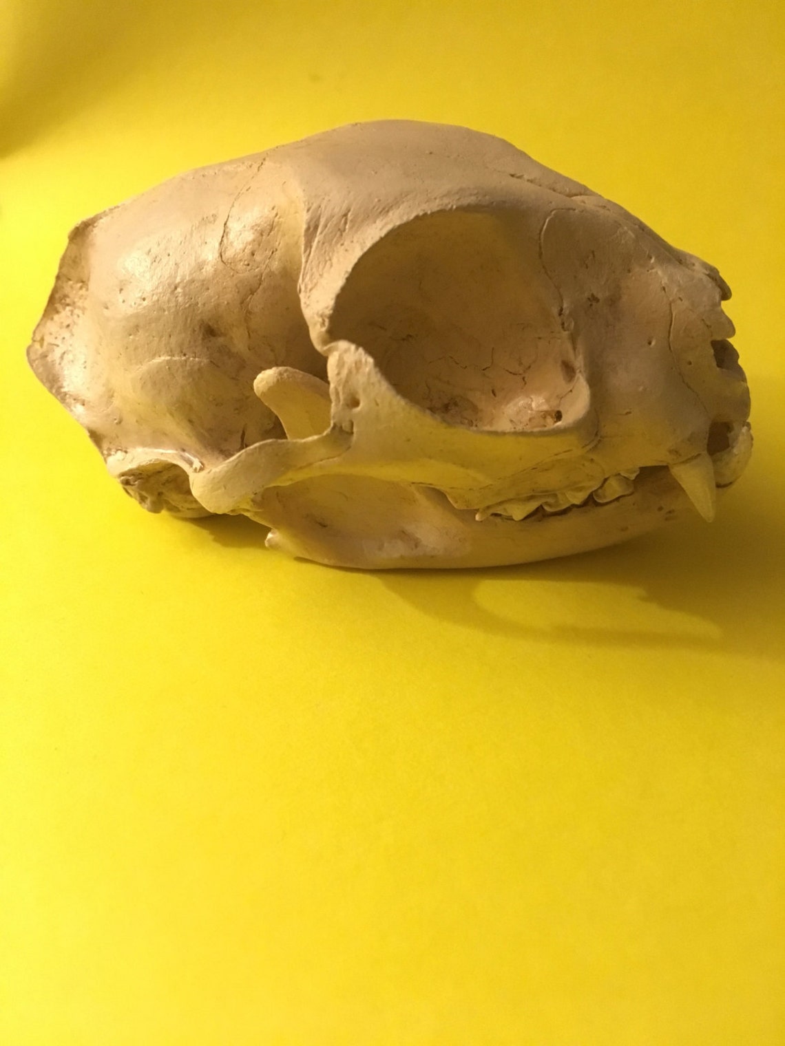 Cat Skull Replica | Etsy