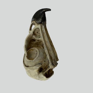 Red Tailed Hawk Skull Replica - Etsy