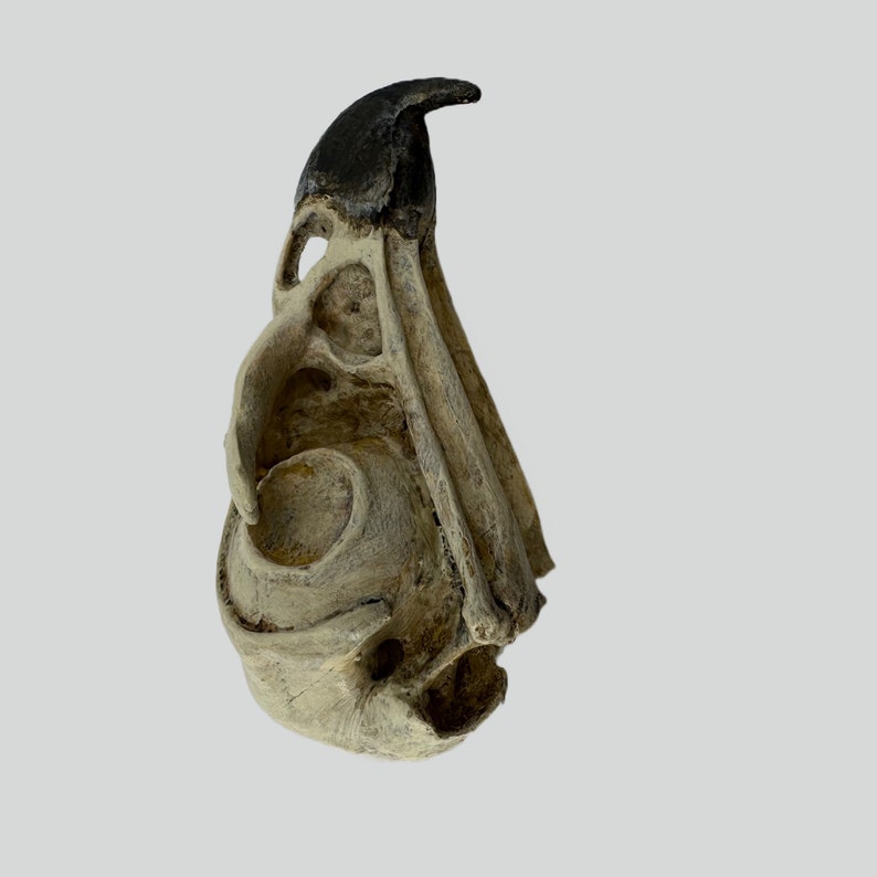 Red Tailed Hawk Skull Replica - Etsy