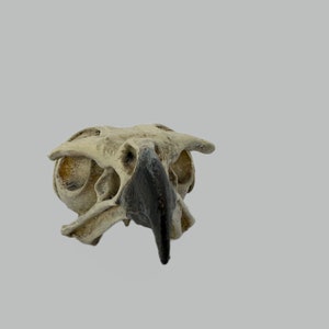 Red Tailed Hawk Skull Replica - Etsy