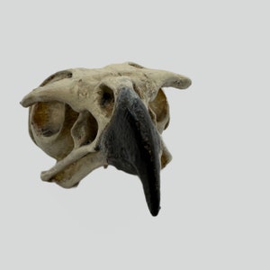 Red Tailed Hawk Skull Replica - Etsy