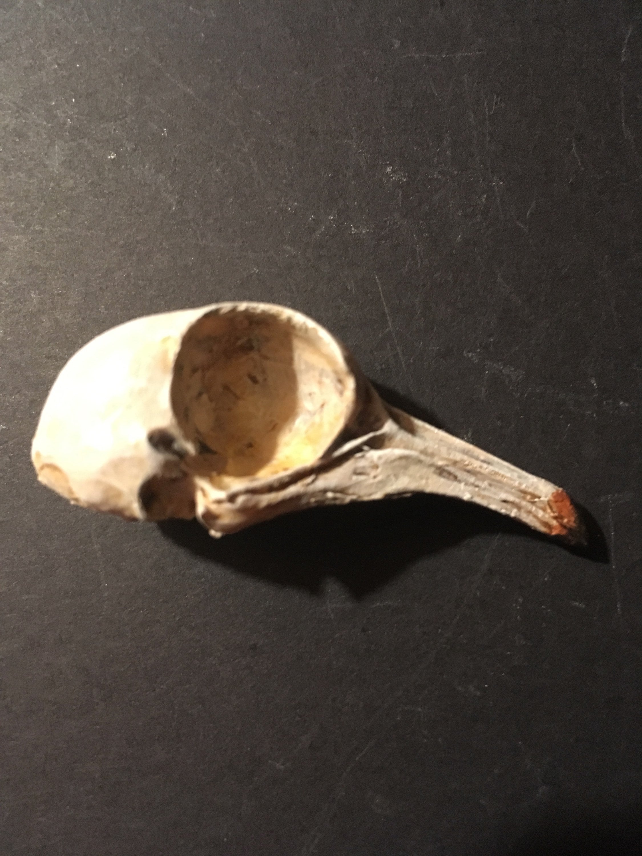 Pigeon Skull Replica - Etsy