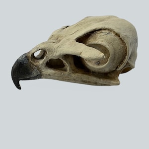 Red Tailed Hawk Skull Replica - Etsy