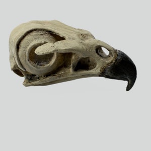 Red Tailed Hawk Skull Replica - Etsy