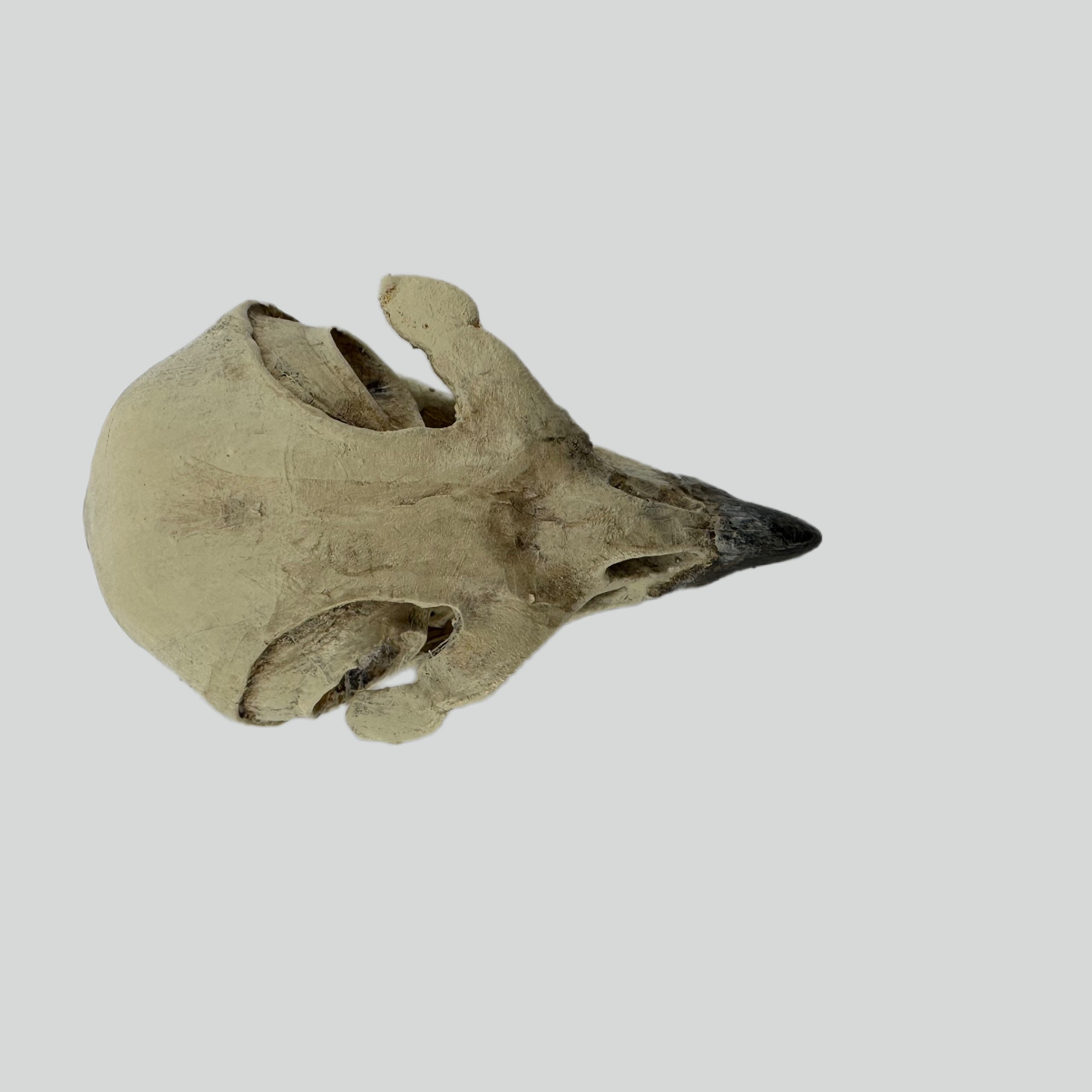 Red Tailed Hawk Skull Replica - Etsy