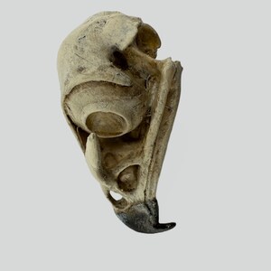Red Tailed Hawk Skull Replica - Etsy