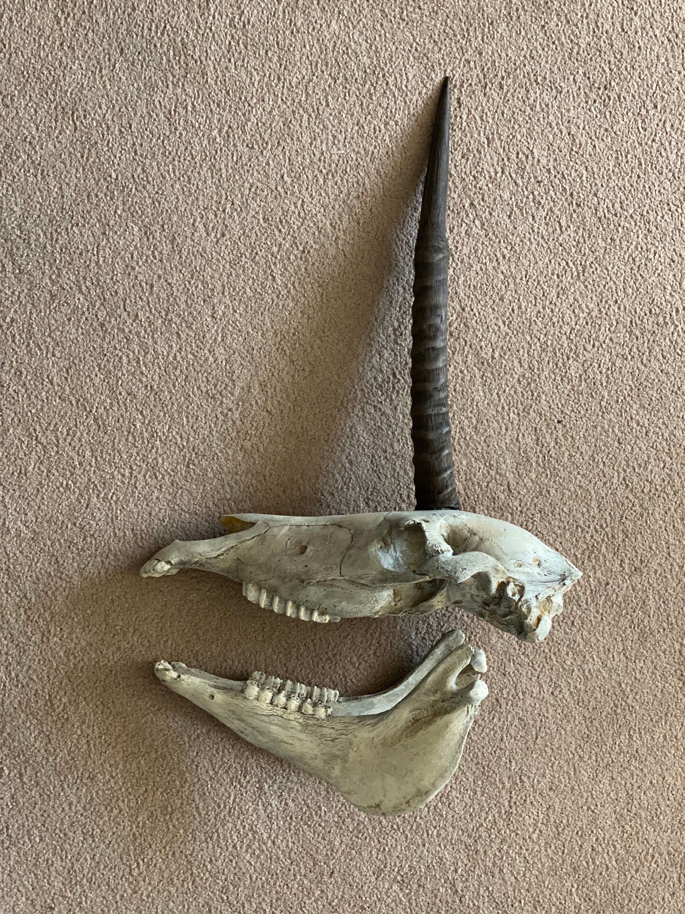 Unicorn Skull Replica. - Etsy