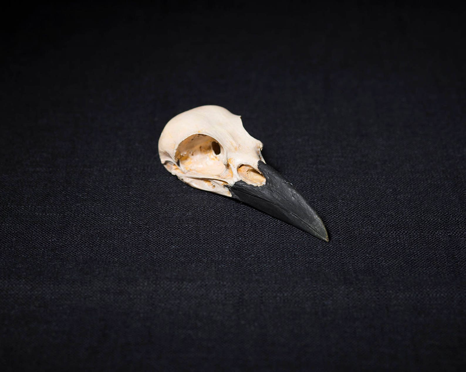 Crow Skull Replica | Etsy
