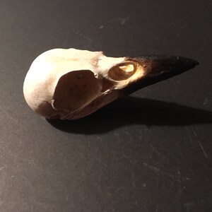 Magpie Skull Replica - Etsy
