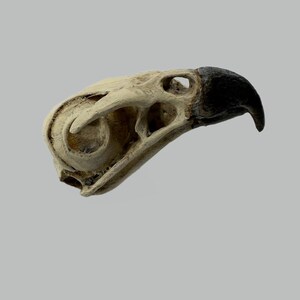 Red Tailed Hawk Skull Replica - Etsy