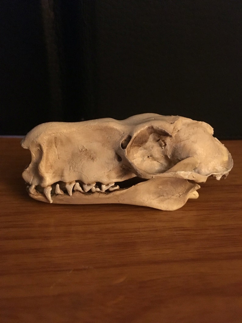 Hammerhead Bat Skull Replica - Etsy