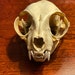 Cat Skull Replica - Etsy