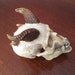 Imp Skull Replica - Etsy